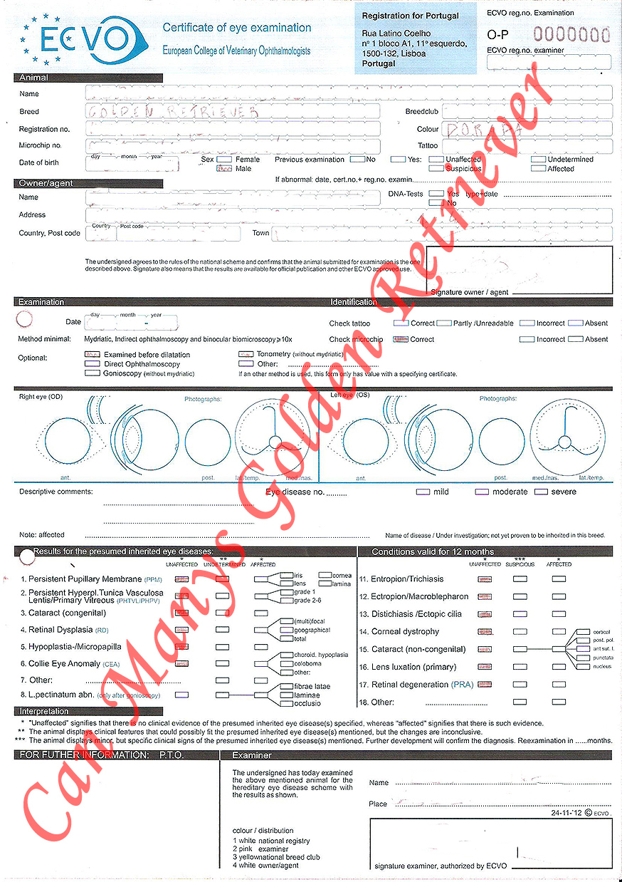 SIR LANCELOT de CAN MANYS "Gio" CERTIFICADOS / CERTIFICATE